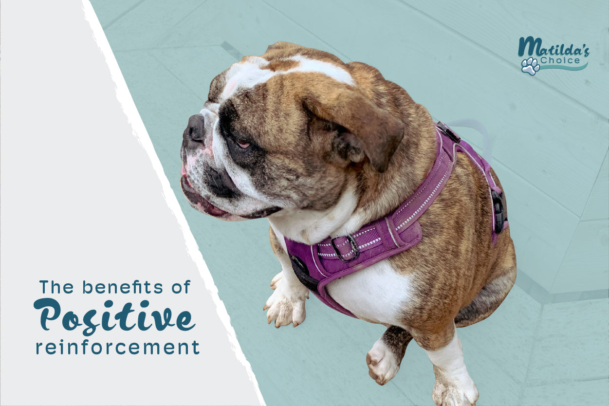 Rewarding Good Behavior in Dogs – Matilda's Choice